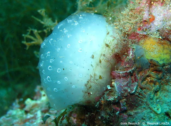 Polycitor crystallinus | DORIS