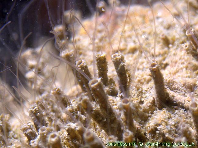 Polydora ciliata | DORIS