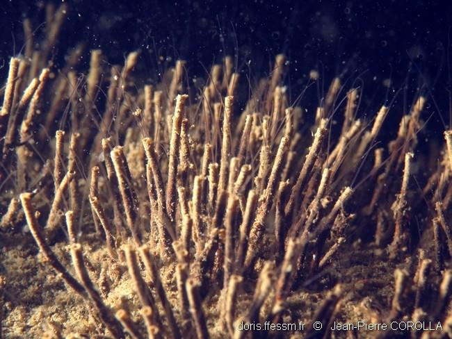 Polydora ciliata | DORIS