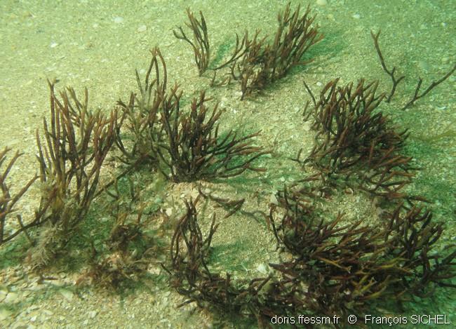 Polyides rotunda | DORIS