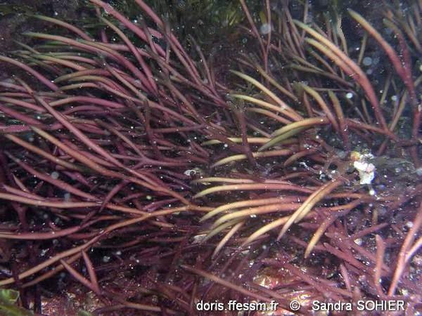 Polyides rotunda | DORIS