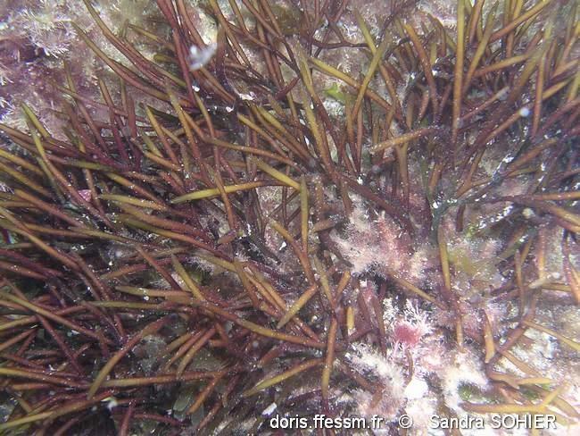 Polyides rotunda | DORIS