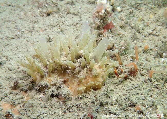 Polymastia agglutinans | DORIS