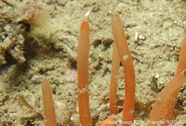 Polymastia agglutinans | DORIS