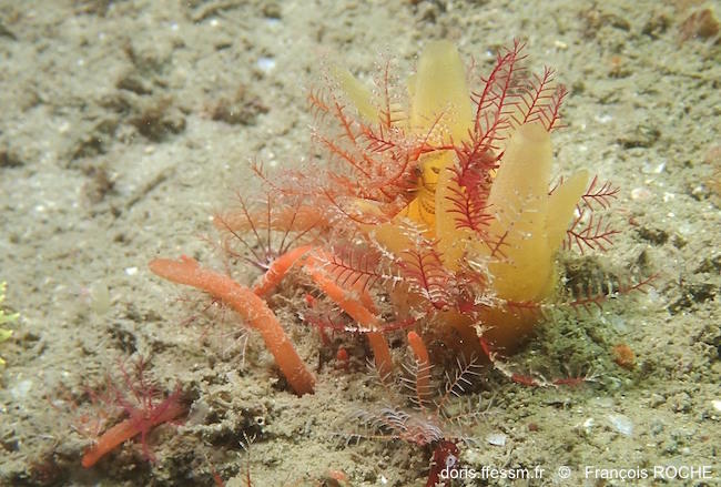 Polymastia agglutinans | DORIS