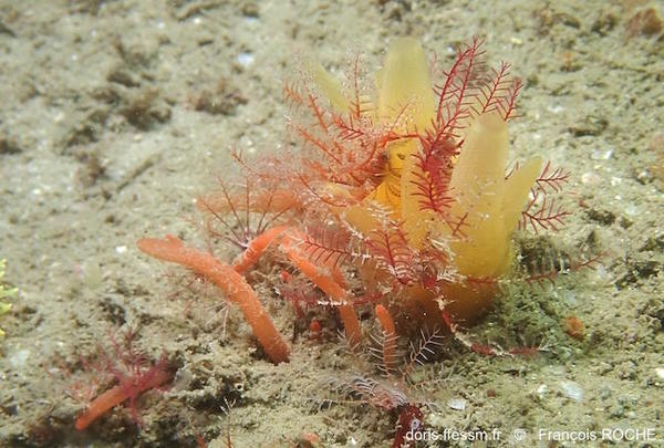 Polymastia agglutinans | DORIS