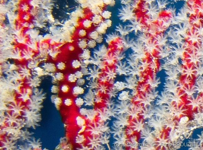 Melithaea ochracea | DORIS