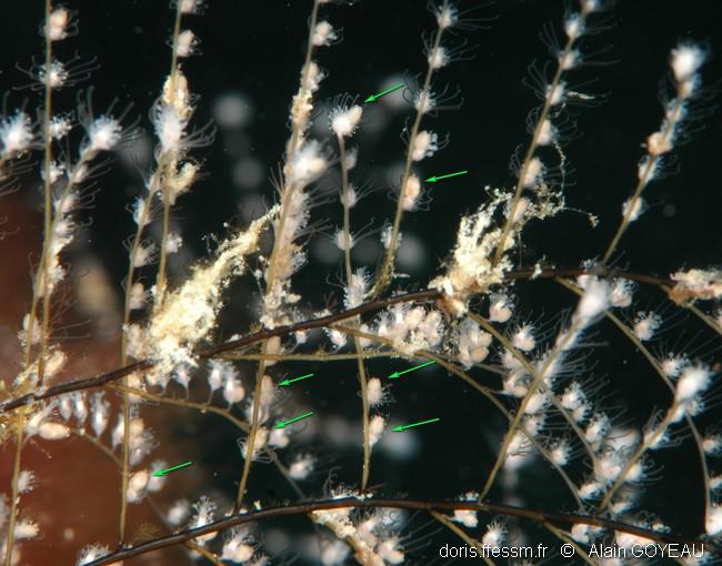 Pennaria disticha | DORIS