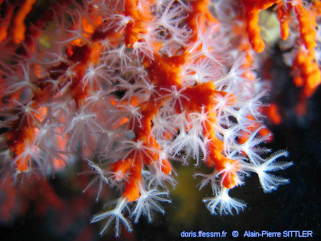 Corallium rubrum | DORIS