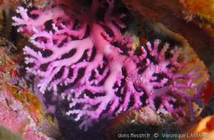 Stylaster roseus | DORIS