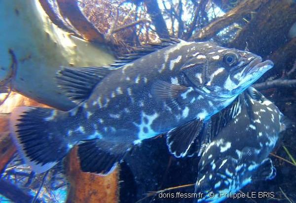 Polyprion americanus | DORIS