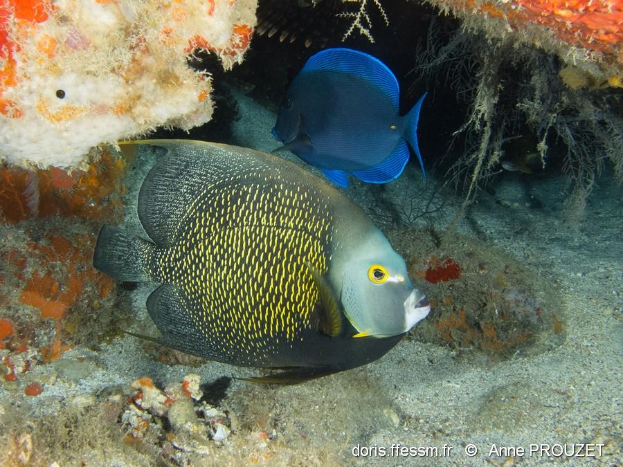 Pomacanthus paru | DORIS