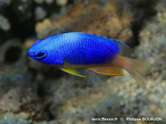 Pomacentrus caeruleus | DORIS
