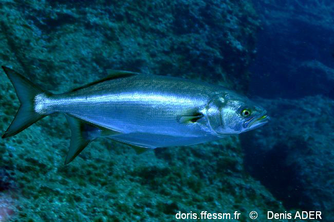 Pomatomus saltatrix | DORIS