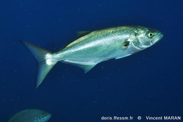 Pomatomus saltatrix | DORIS