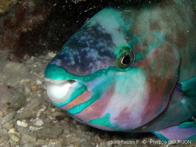 Scarus psittacus | DORIS