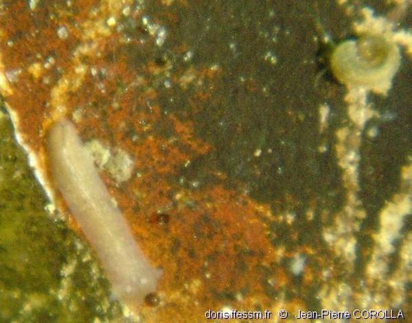 Dugesia gonocephala | DORIS