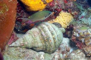 Charonia variegata | DORIS