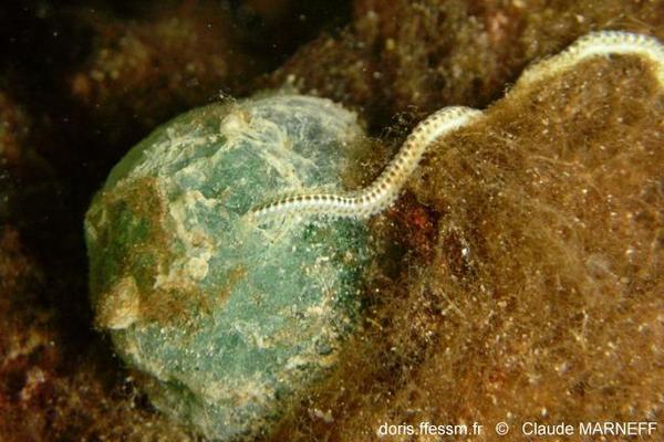 Phyllodoce maculata | DORIS