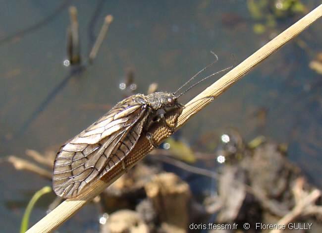 Sialis lutaria | DORIS