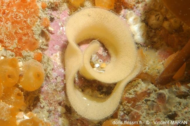 Doris pseudoargus | DORIS