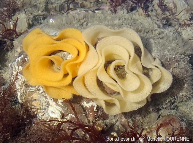 Doris pseudoargus | DORIS