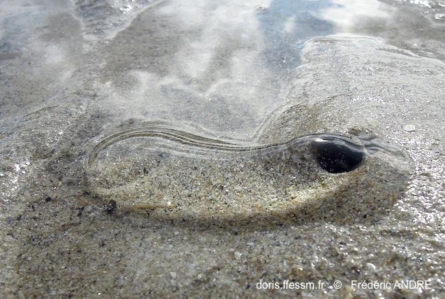 Euclymene lombricoides | DORIS