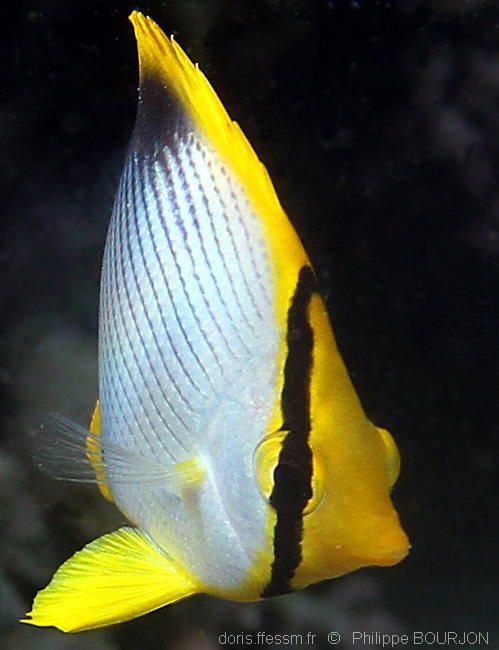 Chaetodon melannotus | DORIS
