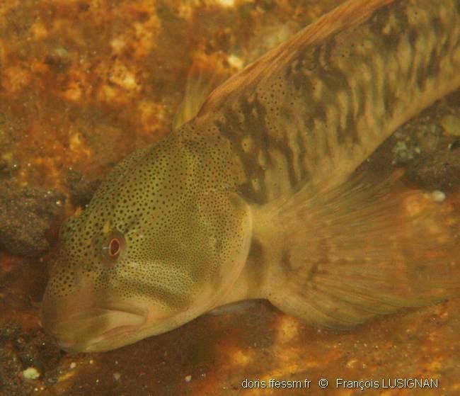 Salaria fluviatilis | DORIS