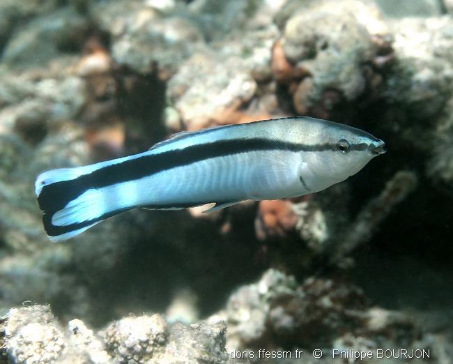 Labroides dimidiatus | DORIS