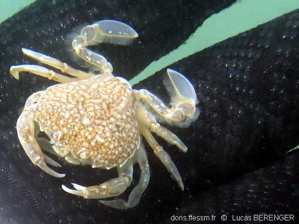Portumnus latipes | DORIS