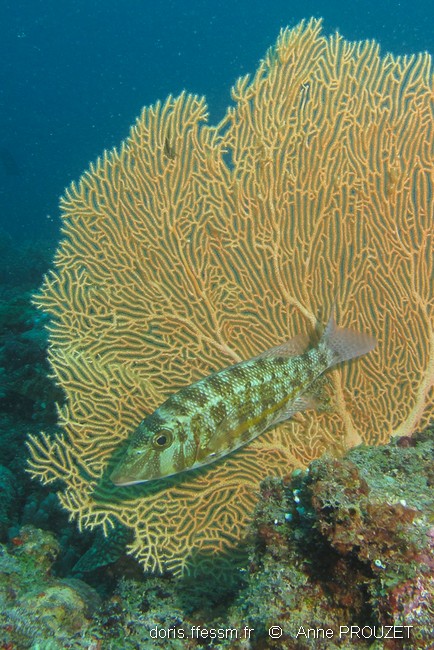 Lethrinus obsoletus | DORIS