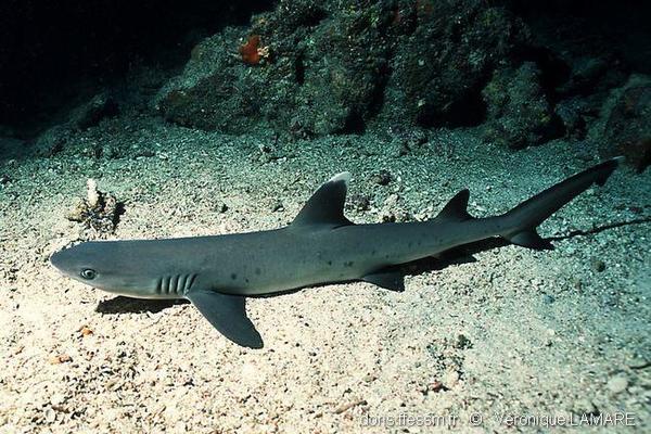 Triaenodon obesus | DORIS