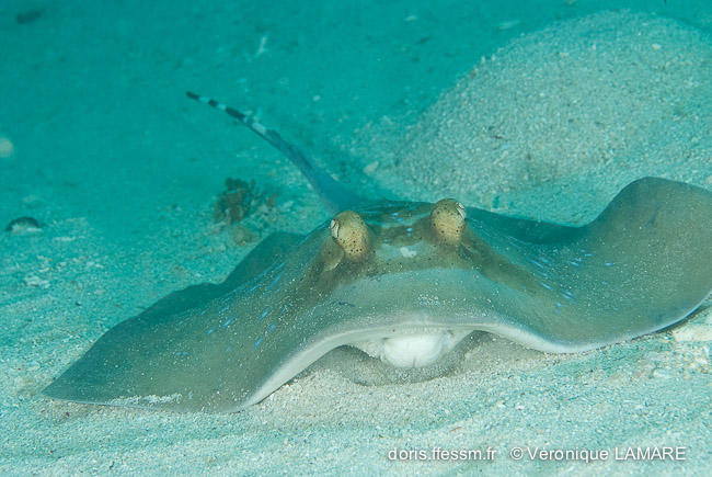 Neotrygon spp | DORIS