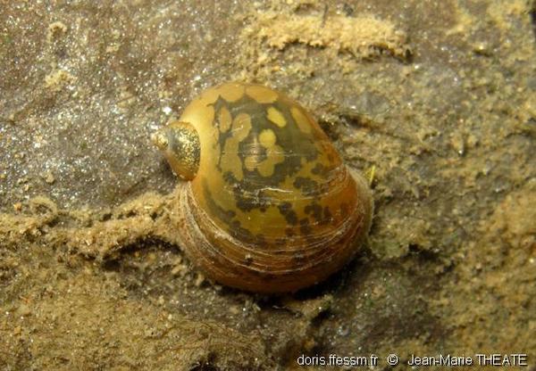 Radix auricularia | DORIS