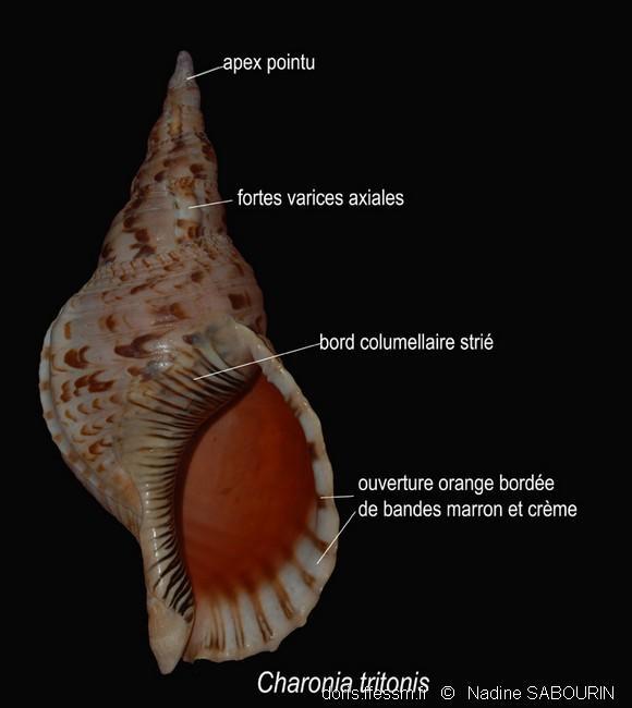 Charonia tritonis | DORIS