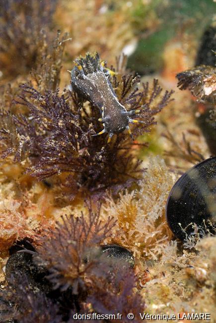 Bugula neritina | DORIS