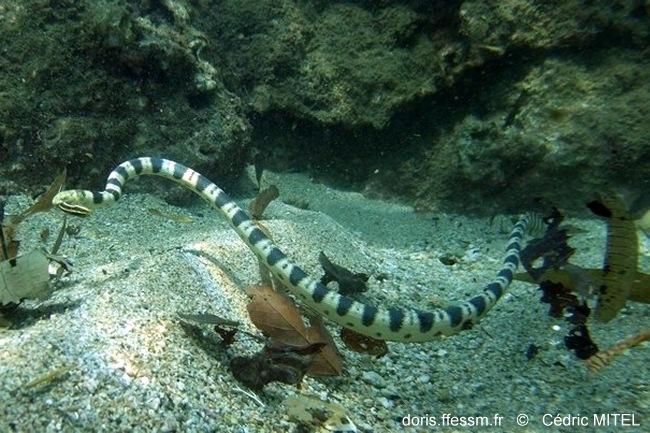 Hydrophis major | DORIS