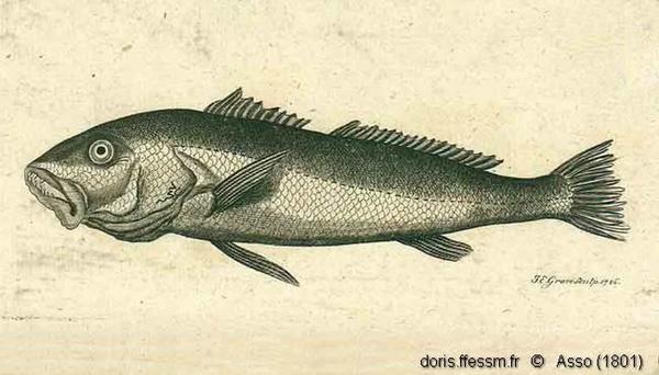Argyrosomus regius | DORIS