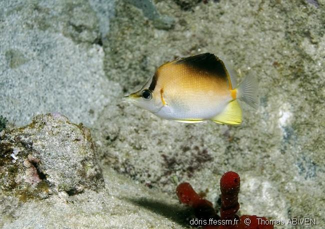 Prognathodes aculeatus | DORIS