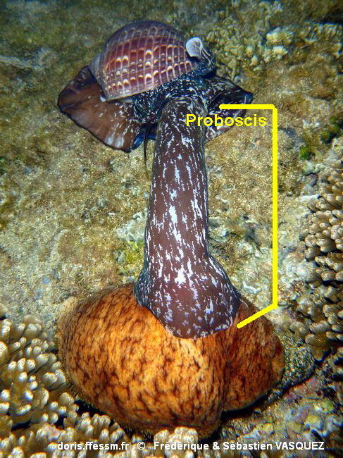 Proboscis | Glossaire DORIS