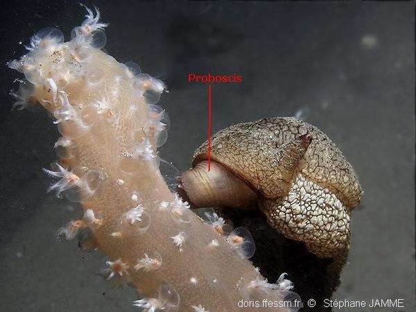 Proboscis | Glossaire DORIS