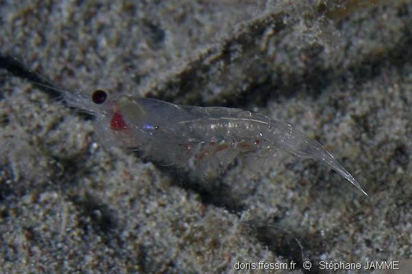 Meganyctiphanes norvegica | DORIS
