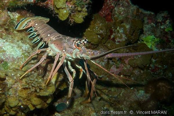 Panulirus argus | DORIS