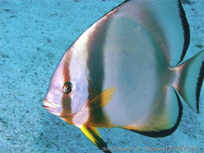 Platax orbicularis | DORIS