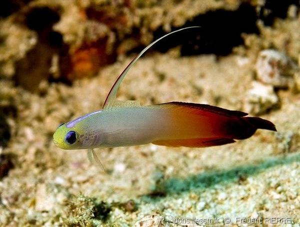 Nemateleotris magnifica | DORIS