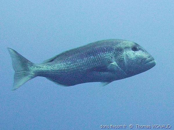 Dentex dentex | DORIS