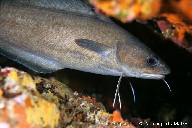 Phycis phycis | DORIS