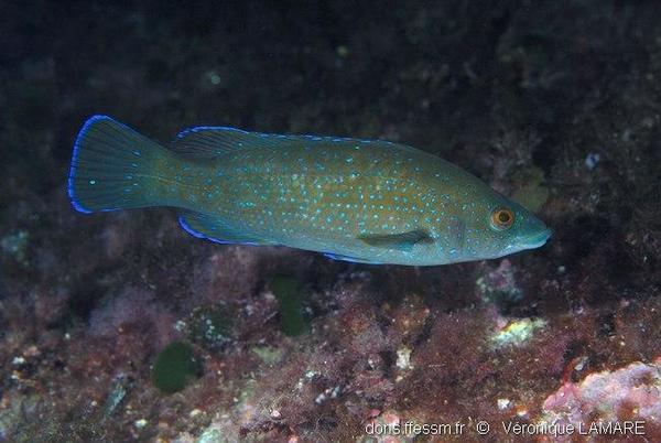 Labrus merula | DORIS