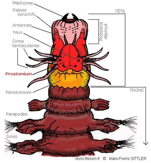 Prostomium | Glossaire DORIS